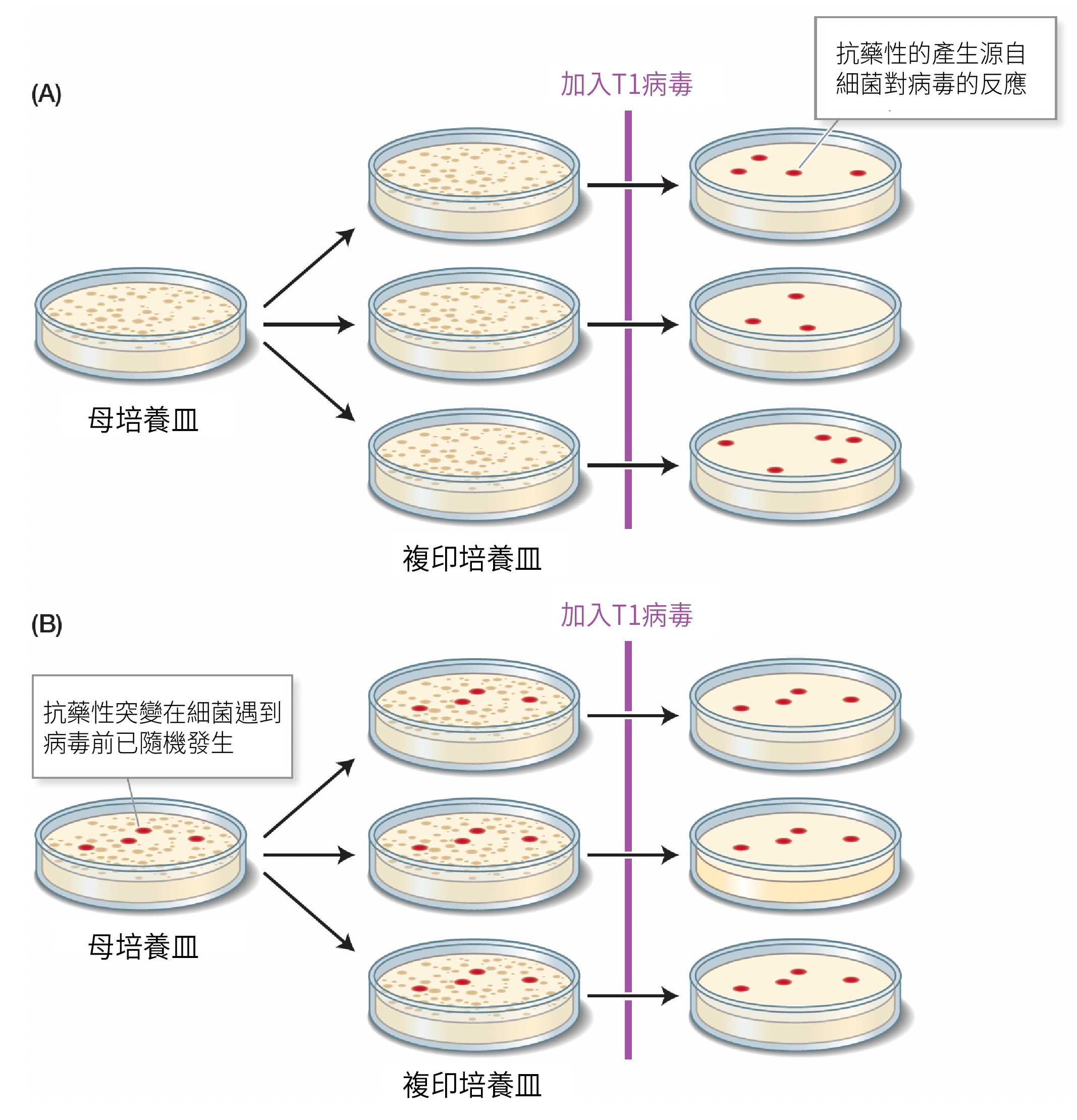 2203-02-lederbergs_experiment-01 – BIOLOGIST J